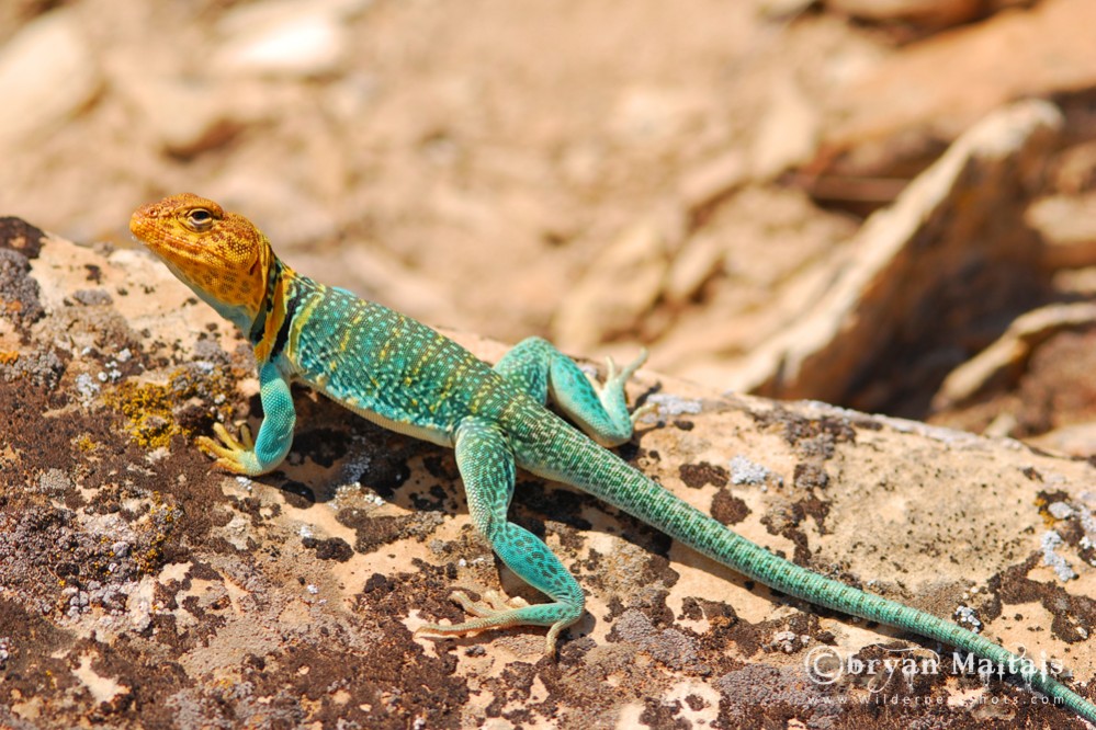 Common Collared Lizard, Colorado
