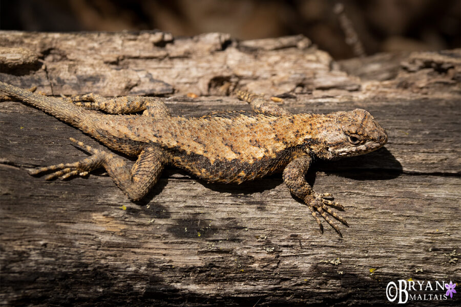 - Wildernessshots Photography