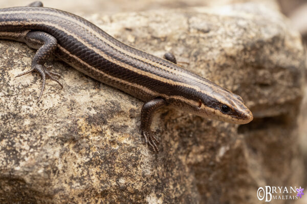 Herping and Nature Walking in Missouri