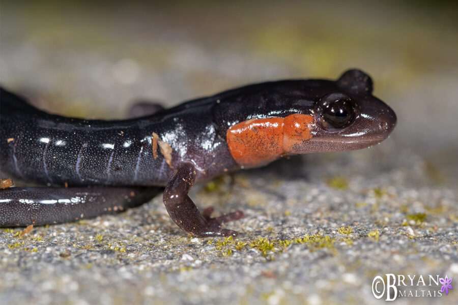 North Carolina Herping and Nature Walking – Wildernessshots Photography
