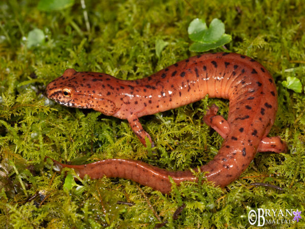 Spring Salamander - Wildernessshots Photography