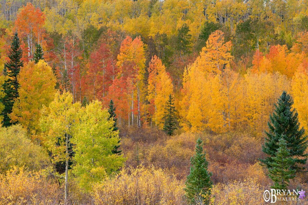 Colorado Fall Colors Photos-Pictures of the Rocky Mountains in Autumn