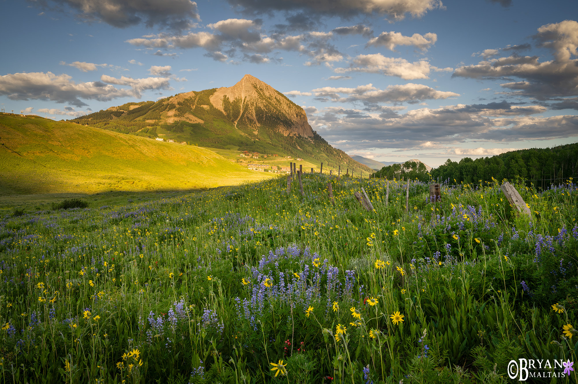 Bryan Maltais-2023 Crested Butte Wildflower Photography Trip