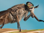 How to shoot Super Macro Photography: Mastering High Magnification ...