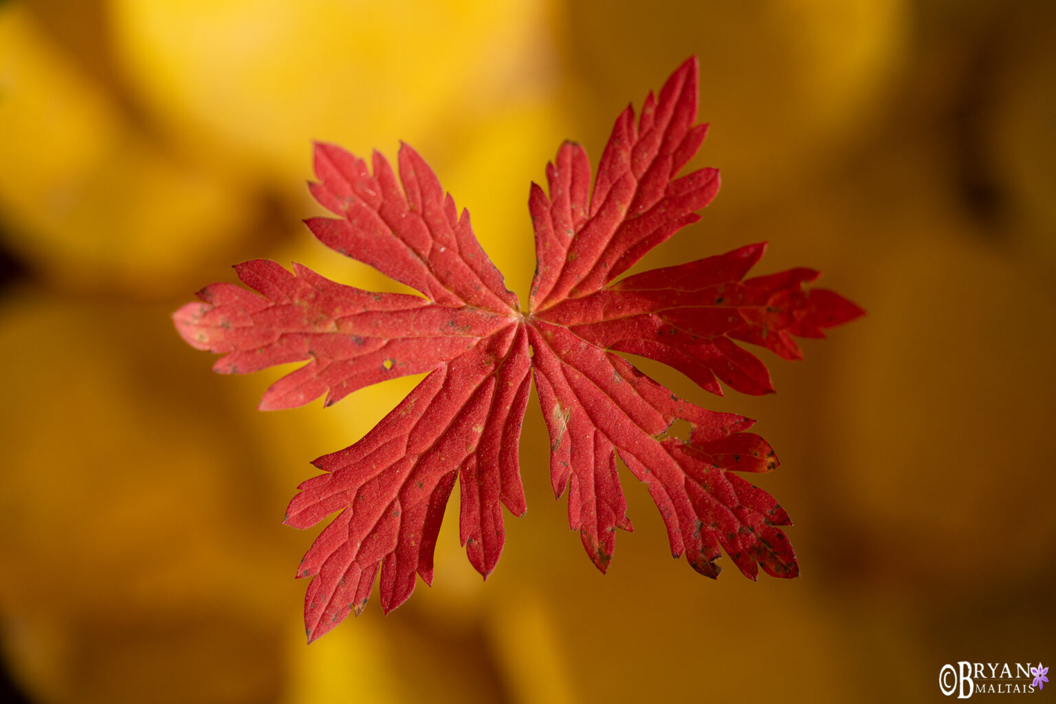 Geranium Red Fall Foliage - Wildernessshots Photography