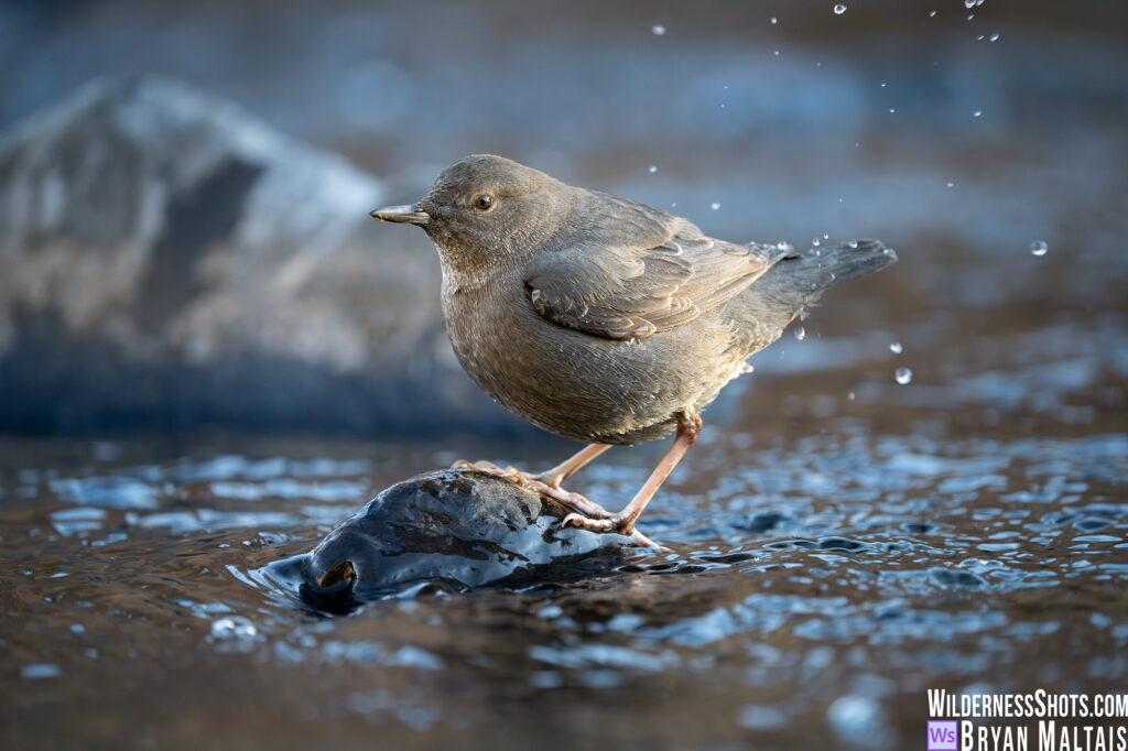 Photographing American Dippers