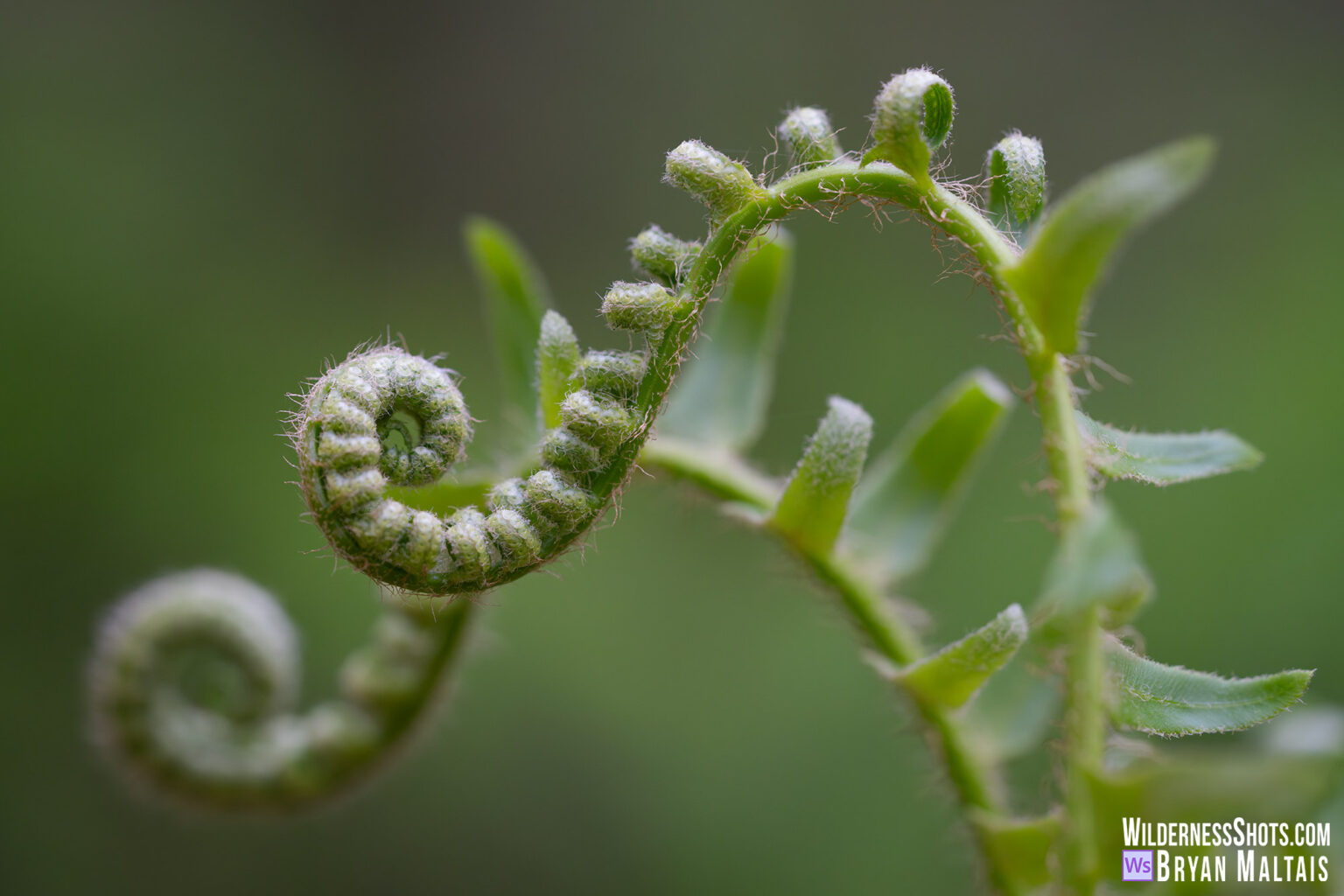 Insect Macro Photography