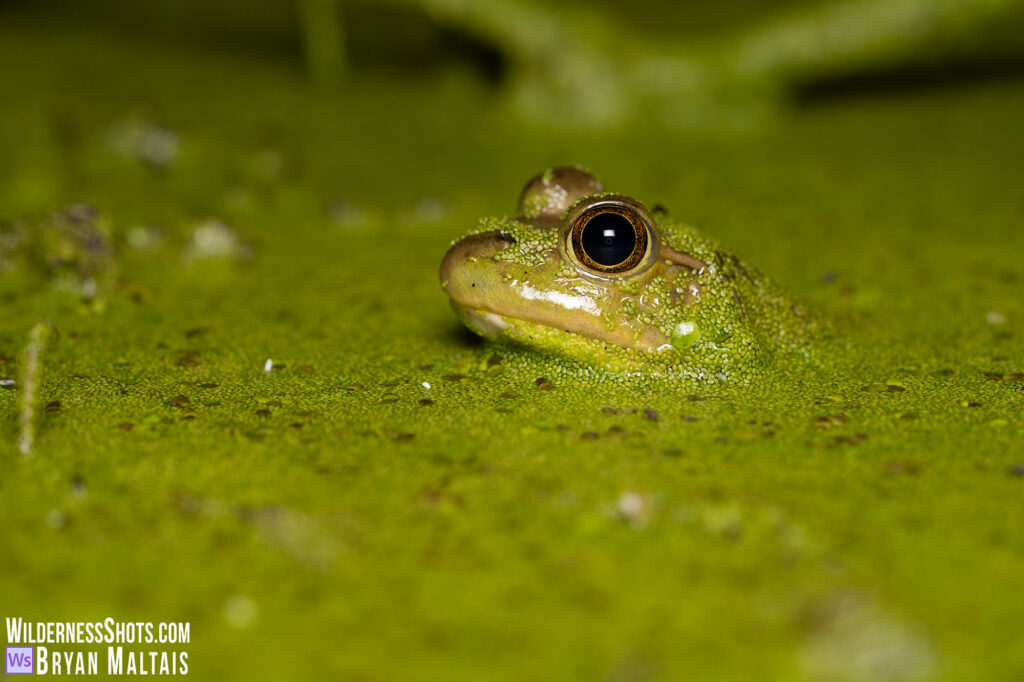 A Night at the Frog Pond-Amphibian Macro Photography