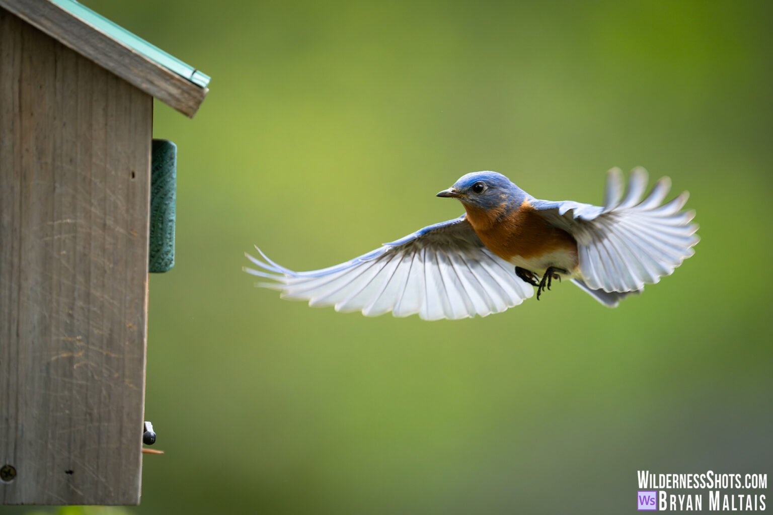 Male Eastern Bluebird landing on Nest, Missouri - Wildernessshots ...