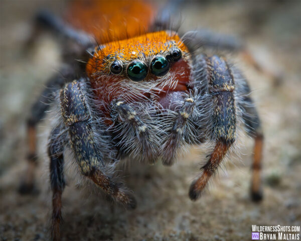 Apache Jumping Spider, Missouri