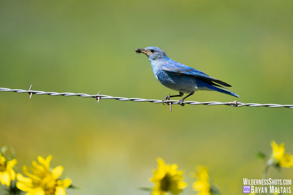 Mountain Bluebirds Feeding Chicks in Crested Butte – Wildernessshots ...