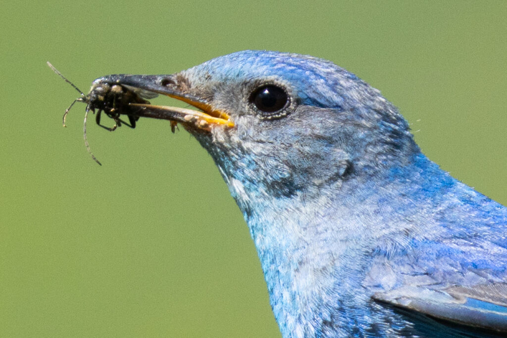 Mountain Bluebirds Feeding Chicks in Crested Butte – Wildernessshots ...