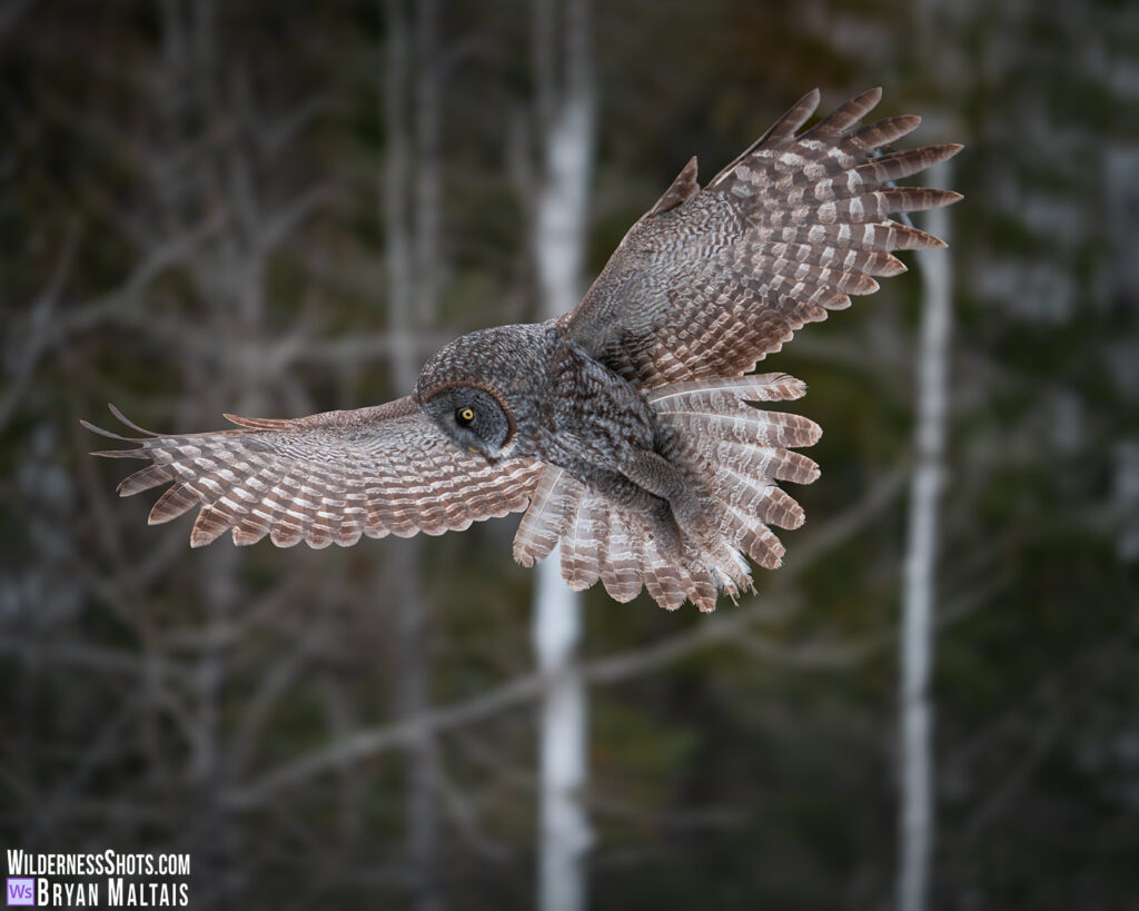 Great Gray Owl hunting Vole - Wildernessshots Photography