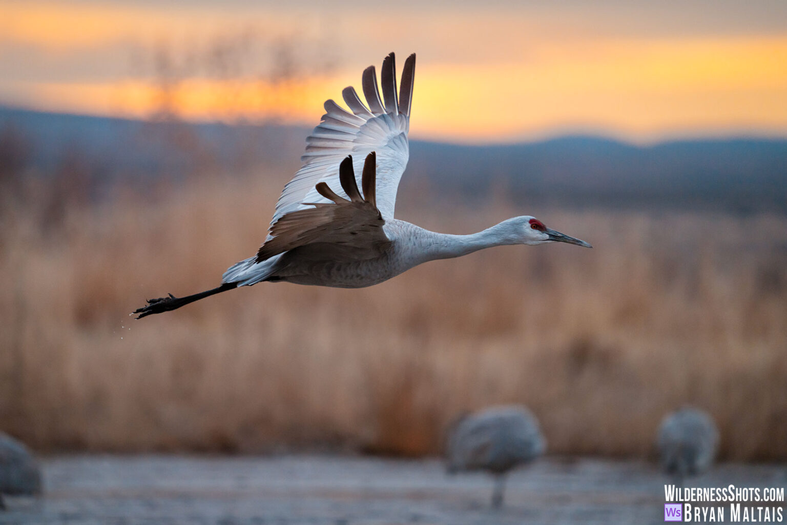 Sandhill Dawn Flight - Wildernessshots Photography
