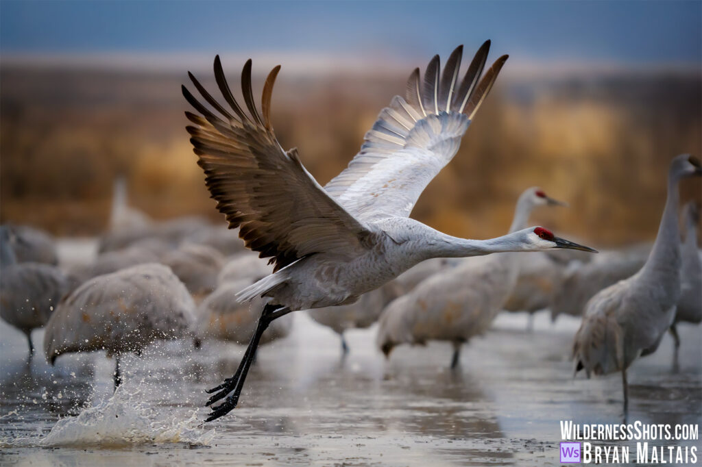Bosque del Apache, New Mexico Photography Prints