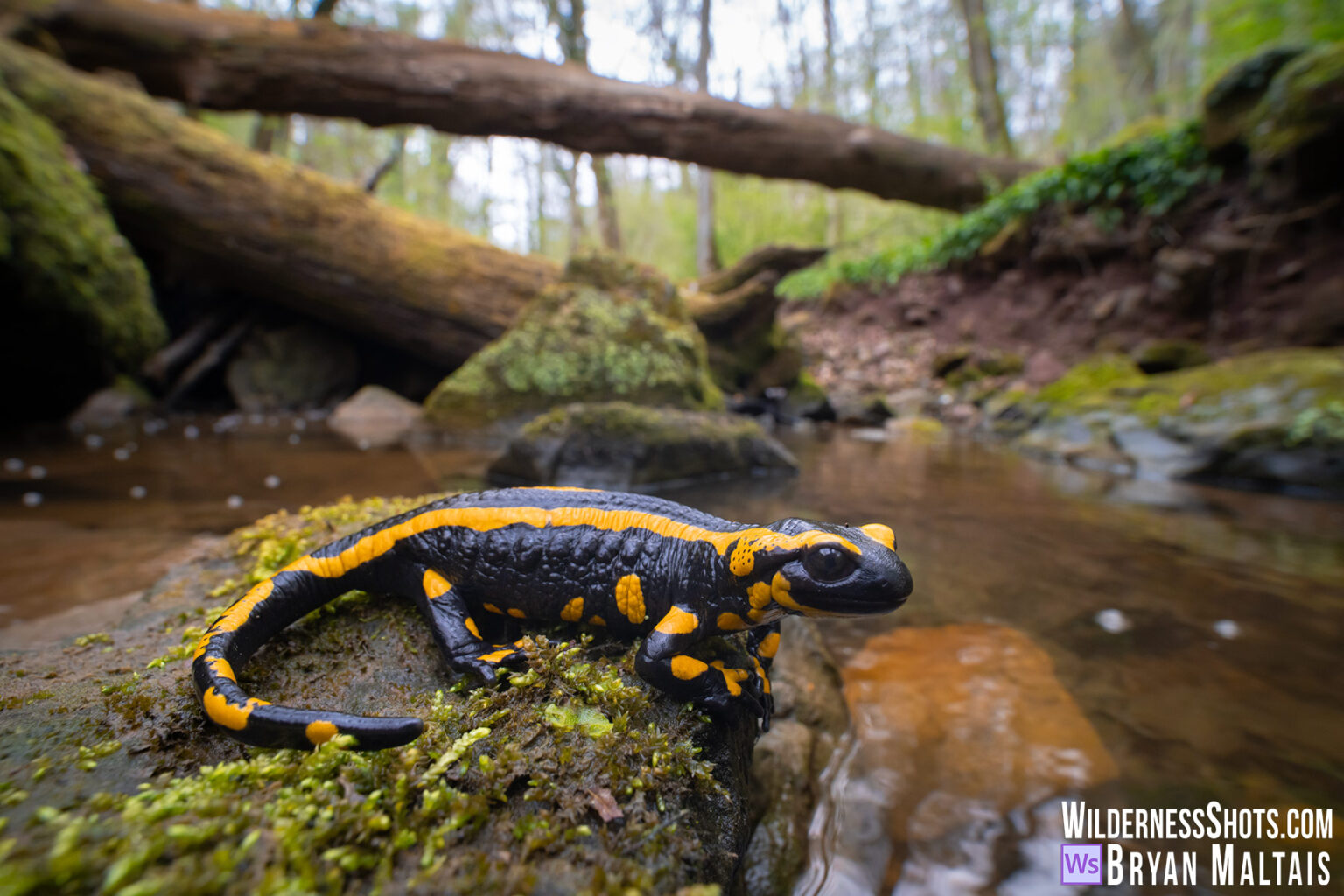 What Is a Salamander Your Guide to These Amazing Amphibians