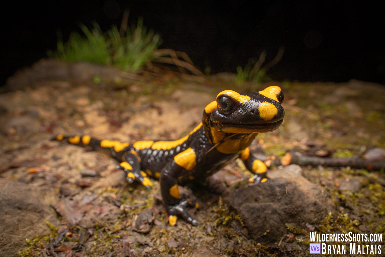 Wide-angle Fire Salamander at Night - Wildernessshots Photography