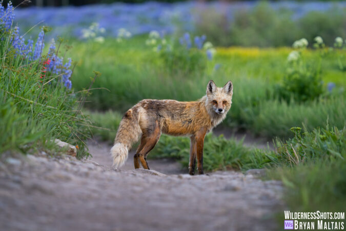 Red Fox in Wildflower Meadow-Crested Butte Colorado - Wildernessshots ...